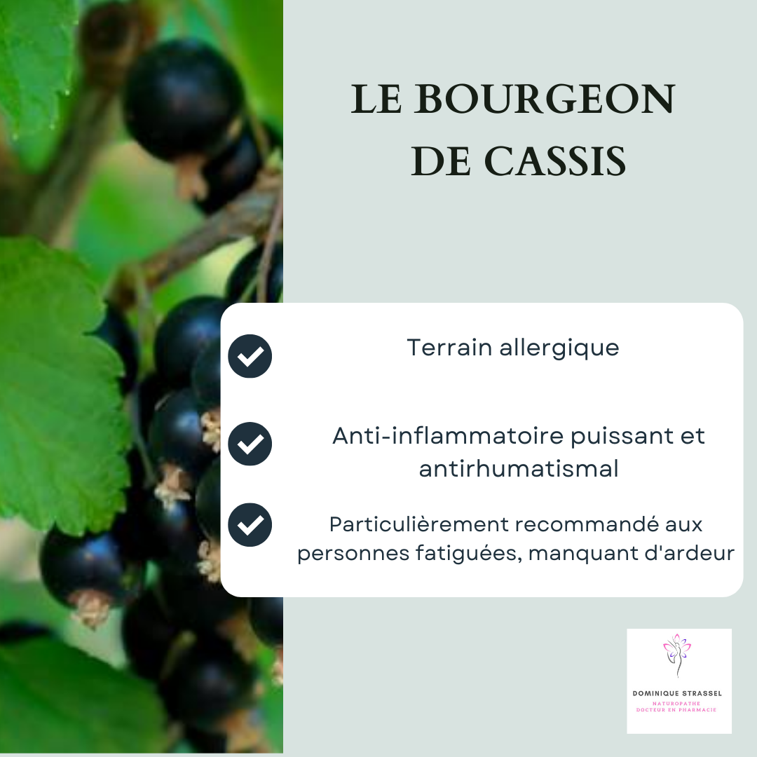 Zoom sur le bourgeon de cassis | Dominique Strassel - Naturopathe