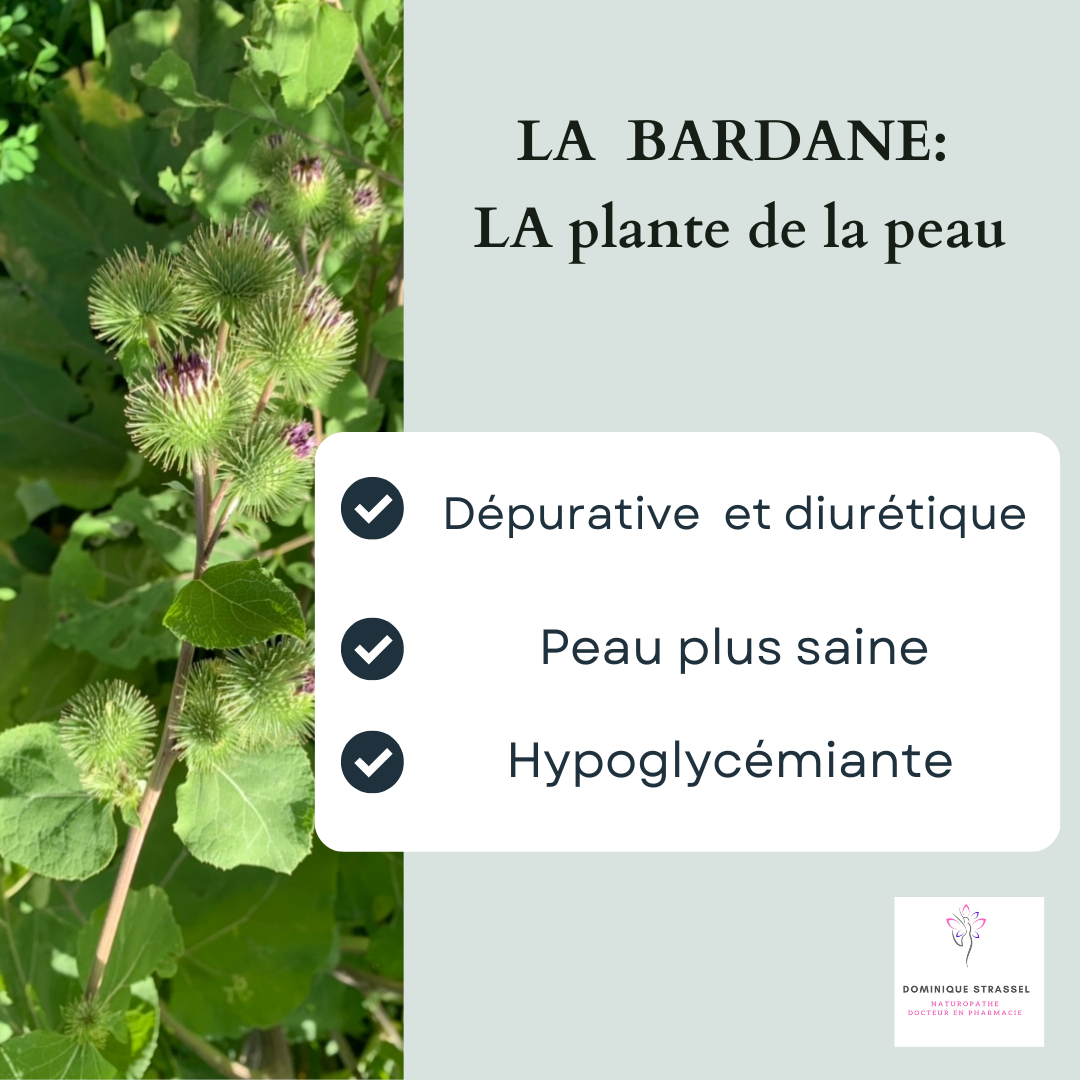 La bardane, LA plante de la peau | Dominique Strassel - Naturopathe