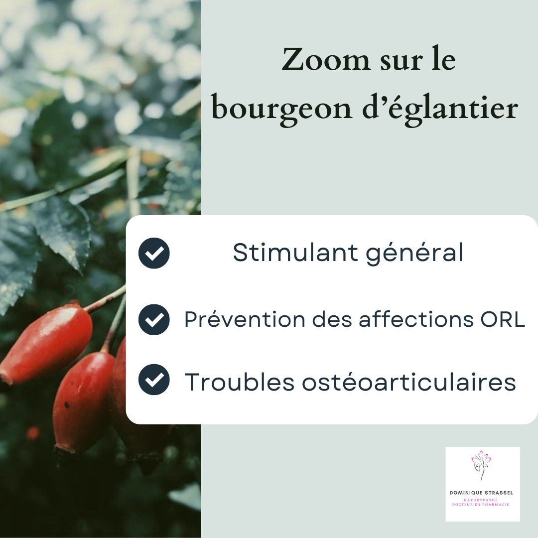 Gemmothérapie: le bourgeon d’églantier au service de l’immunité ...