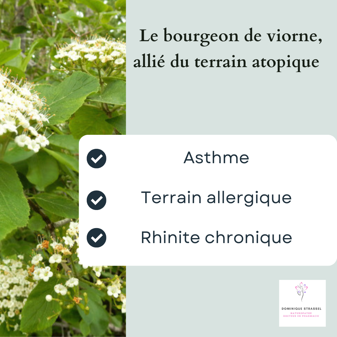 Gemmothérapie: le bourgeon de viorne, allié du terrain atopique ...